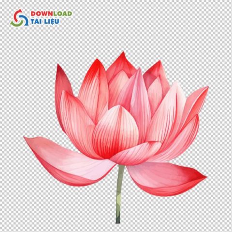 Download Hoa Sen Vector File AI, EPS, JPEG, PNG, SVG, PDF