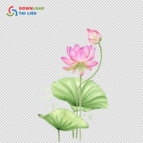 Download Hoa Sen Vector File AI, EPS, JPEG, PNG, SVG, PDF
